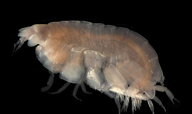 Australian teen chewed and bloodied after bizarre ocean feeding frenzy ...