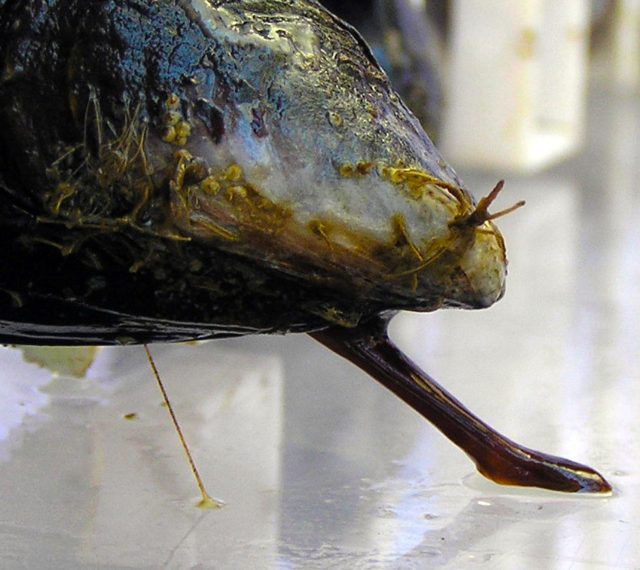 New surface is so slippery, shellfish can’t get a grip - Ars Technica
