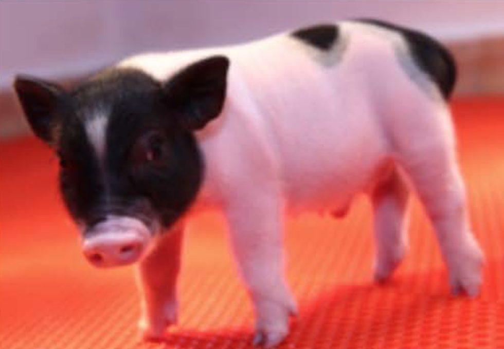 Scientists de-bug pig genome in preparation for farming organ donors ...