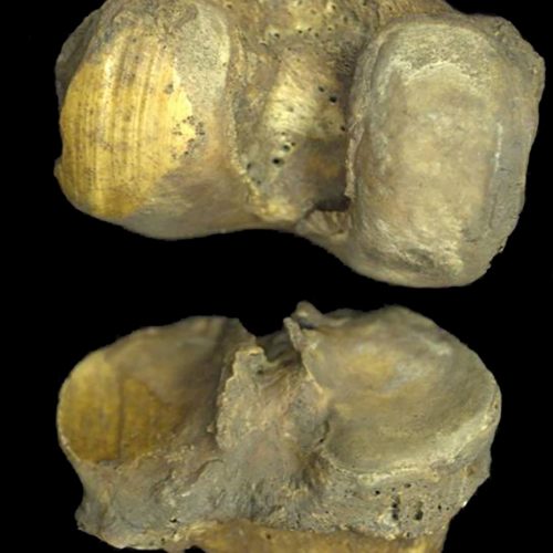 Tag: joints - Ars Technica