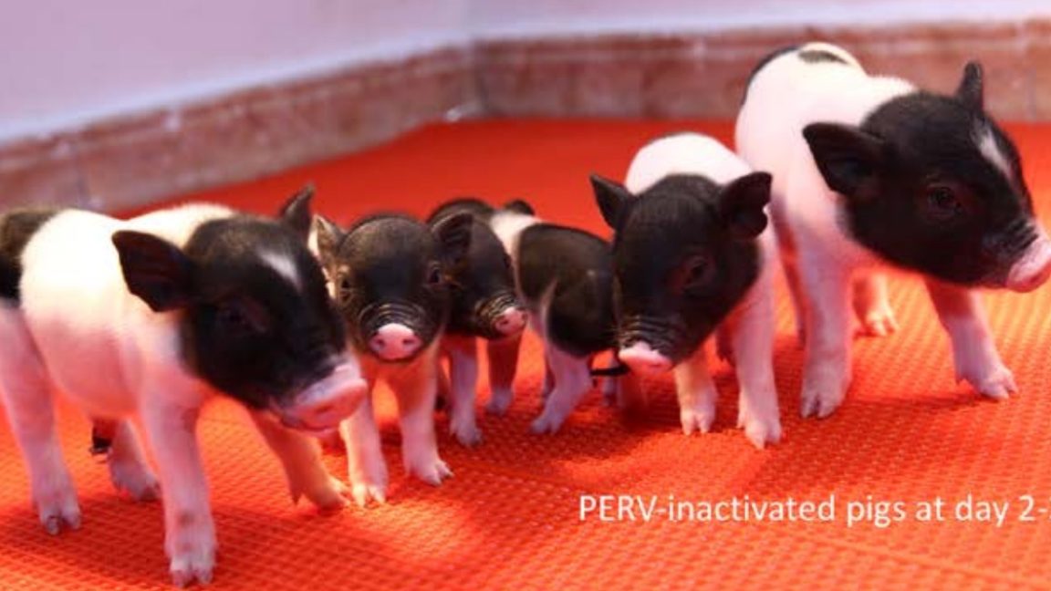Scientists de-bug pig genome in preparation for farming organ donors ...