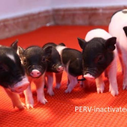 Tag: pig - Ars Technica