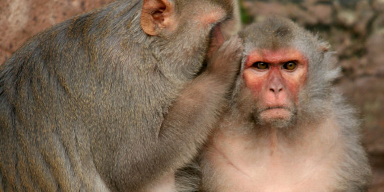 What’s in a face? If monkeys don’t see them as babies, they don’t know ...