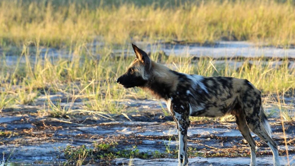Wild dogs in Africa engage in fascinating voting behavior - Ars Technica