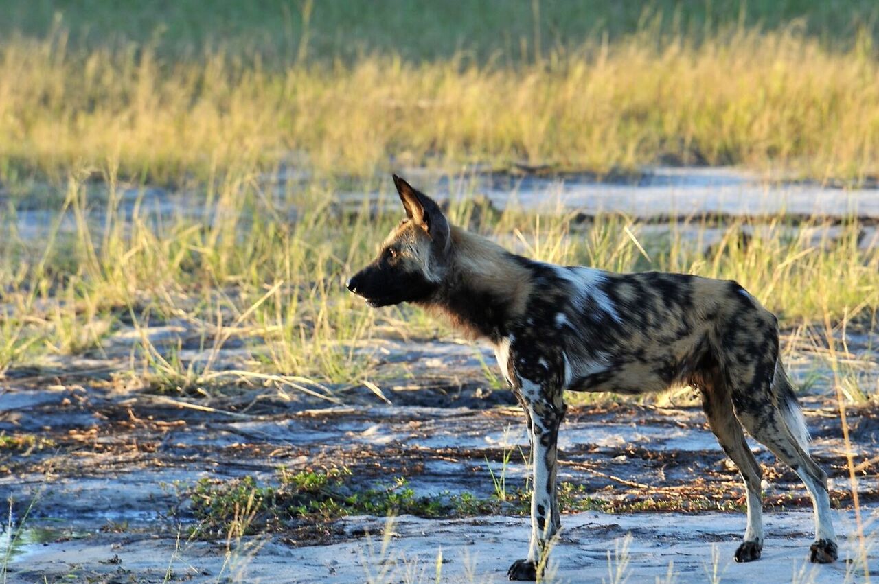 Wild dogs in Africa engage in fascinating voting behavior - Ars Technica