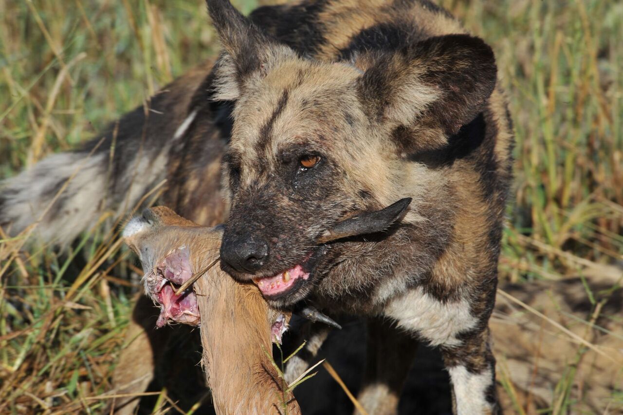 Wild dogs in Africa engage in fascinating voting behavior - Ars Technica