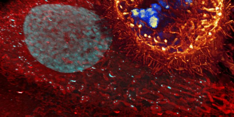 The dye whisperer: Meet the chemist giving biologists worldwide new ...