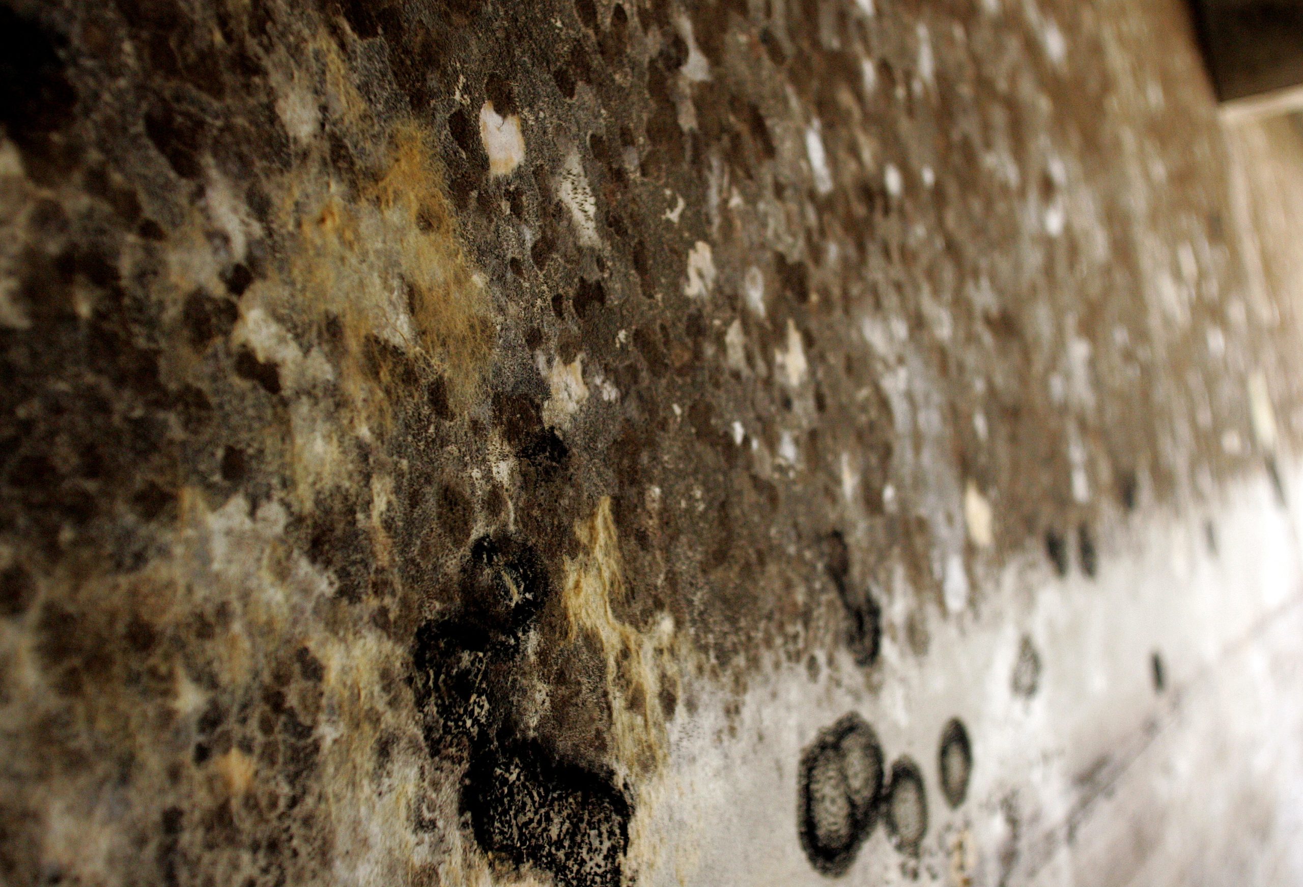 We inhale up to 10 billion mold spores daily; here’s why you haven’t ...
