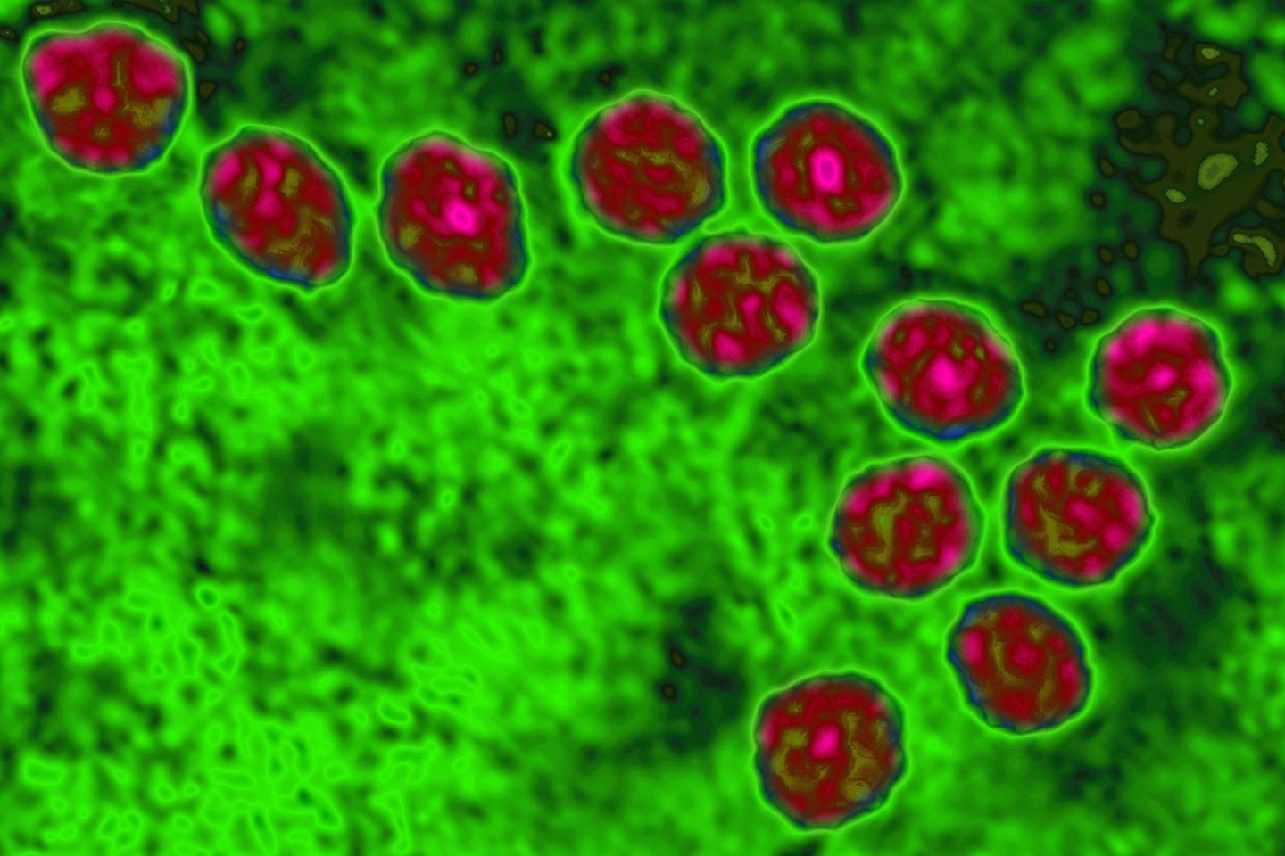 Many viruses activate a single RNA to enable successful infections ...