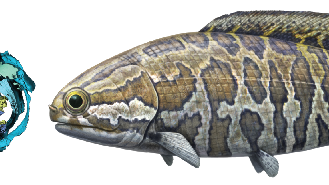 Ancient fish skulls shake up the vertebrate evolutionary tree - Ars ...