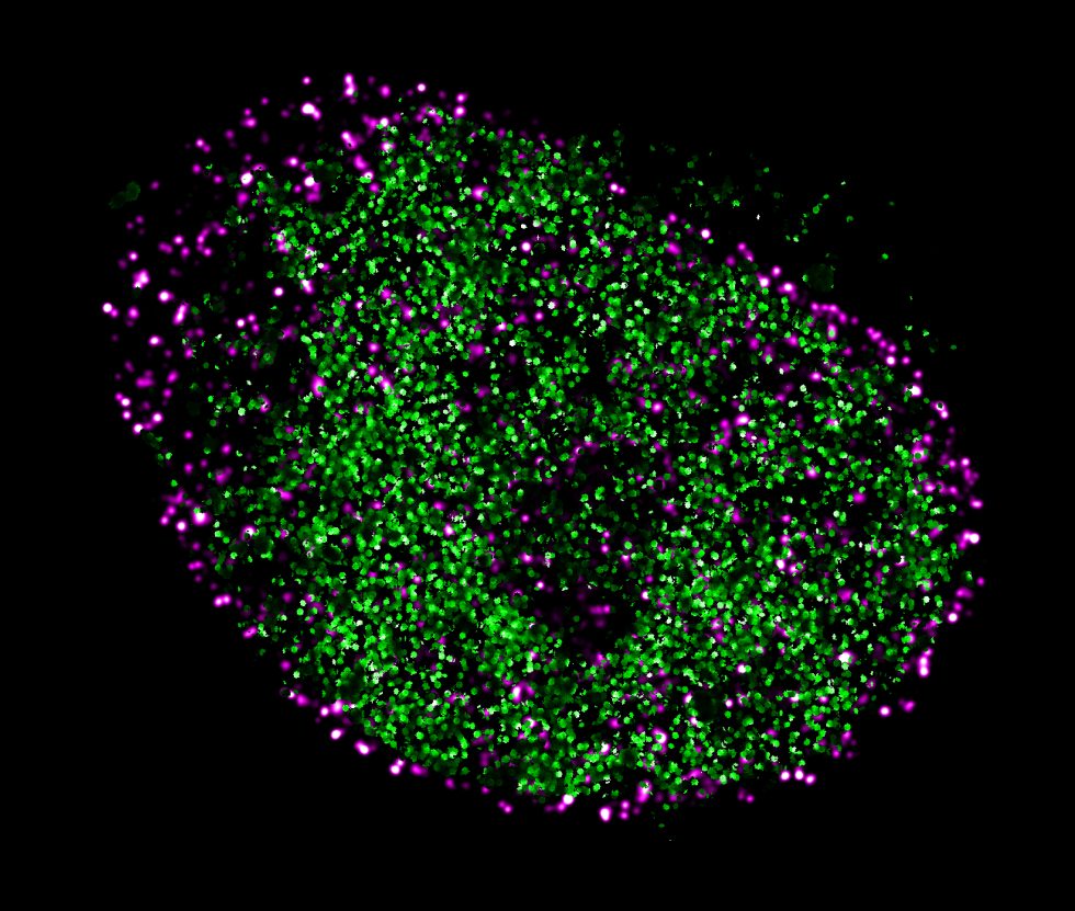 The dye whisperer: Meet the chemist giving biologists worldwide new ...