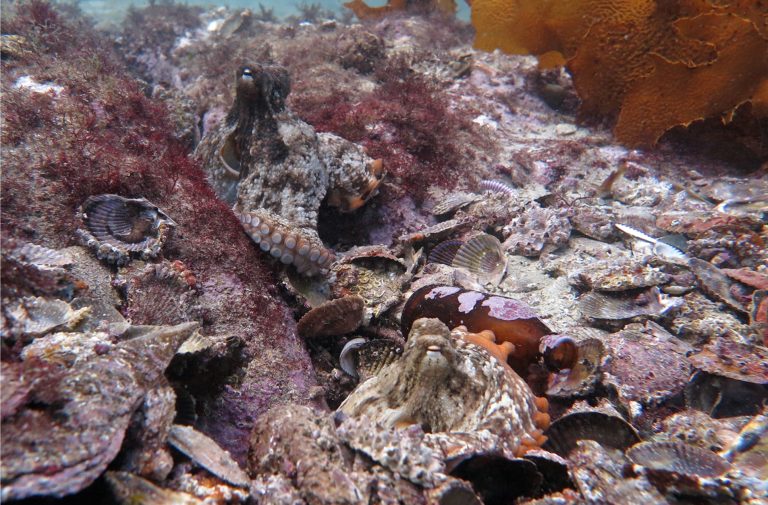 Why octopuses are building small “cities” off the coast of Australia ...