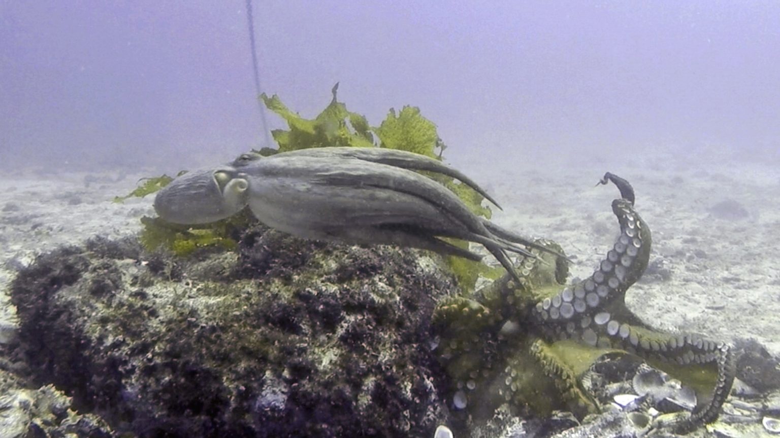 Why octopuses are building small “cities” off the coast of Australia ...