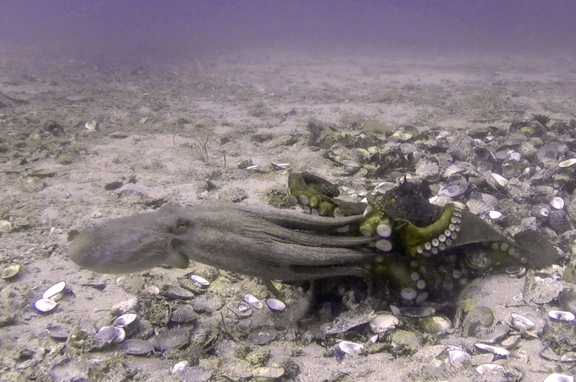 Why octopuses are building small “cities” off the coast of Australia ...