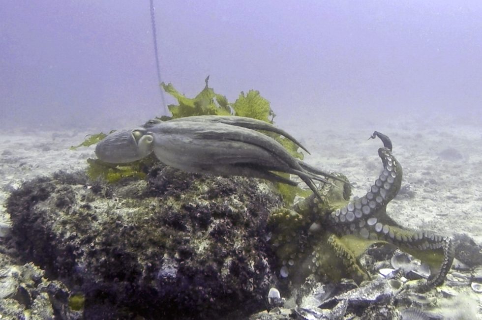 Why octopuses are building small “cities” off the coast of Australia ...
