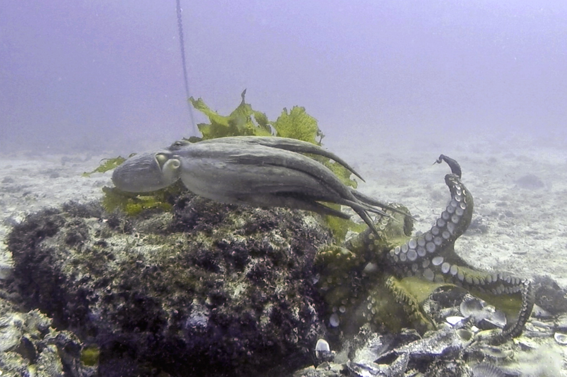 Why octopuses are building small “cities” off the coast of Australia ...