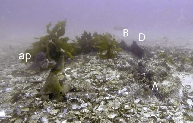 Why octopuses are building small “cities” off the coast of Australia ...