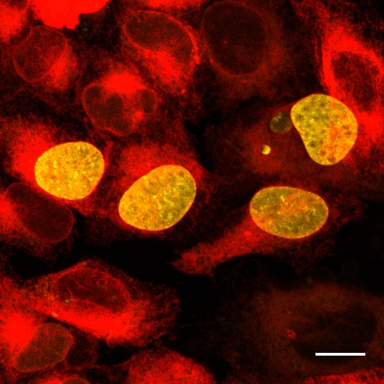 The dye whisperer: Meet the chemist giving biologists worldwide new ...