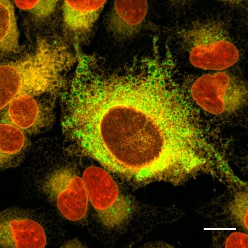 The dye whisperer: Meet the chemist giving biologists worldwide new ...