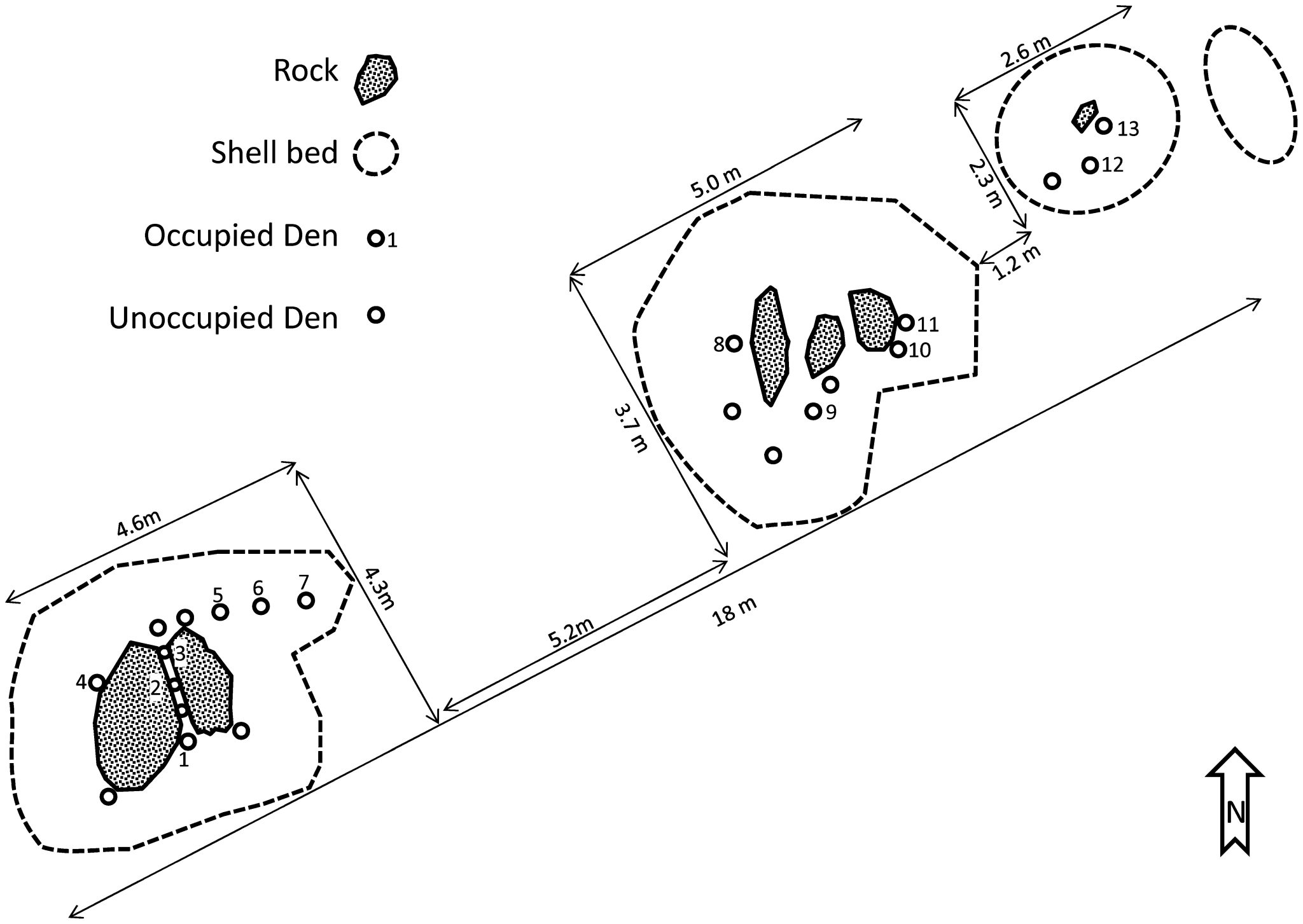 Why octopuses are building small “cities” off the coast of Australia ...