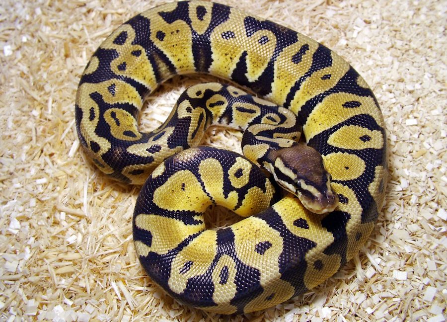 Devs unknowingly use “malicious” modules snuck into official Python ... Devs unknowingly use “malicious” modules snuck into official Python ...