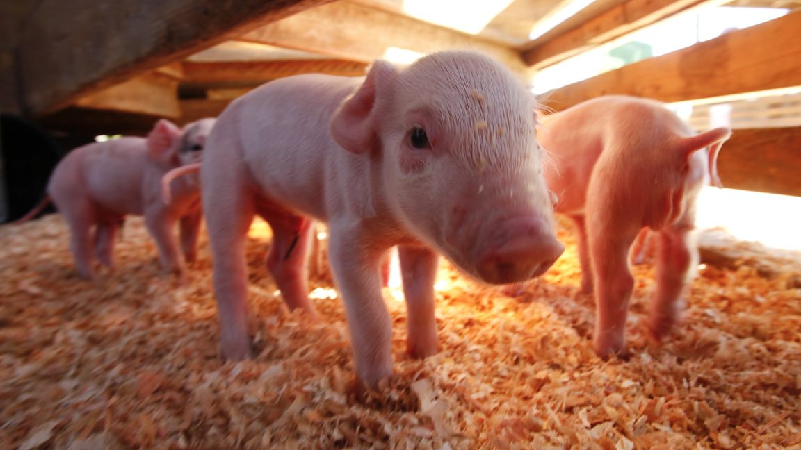 Ancient mutation helped create delicious, fatty pork. Scientists just ...