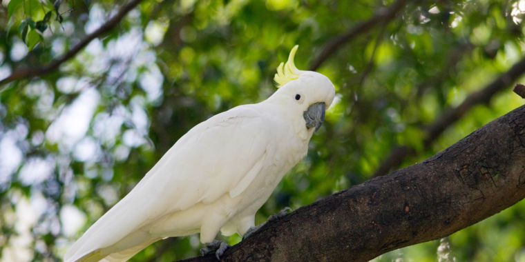 Australia’s national broadband network under relentless attack—by ...