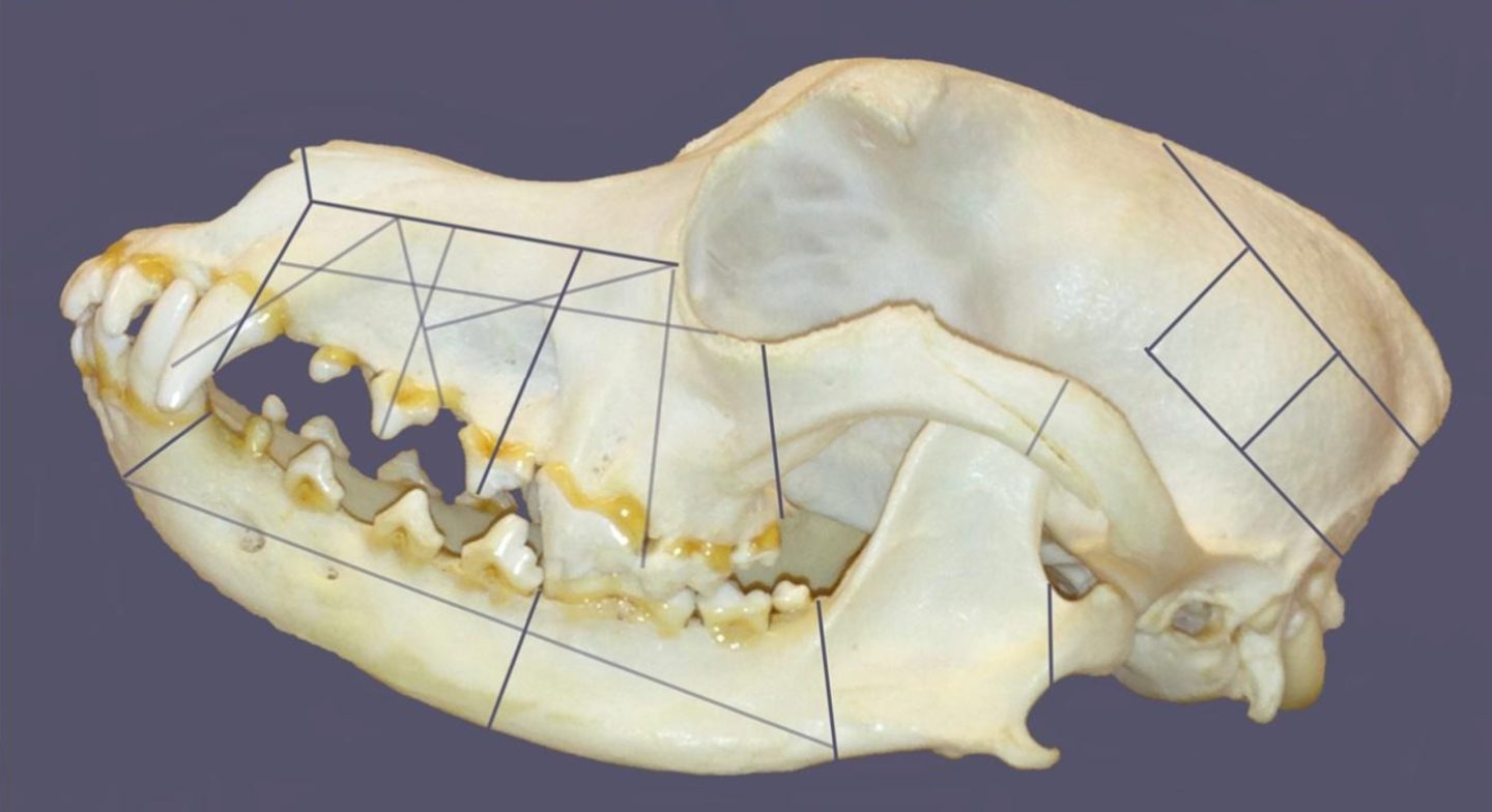 Archaeologists find mysterious, 4,000-year-old dog sacrifices in Russia ...