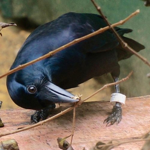 Tag: Crows - Ars Technica