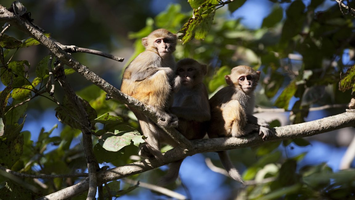 Florida man’s latest worry: Killer herpes from wild monkeys - Ars Technica