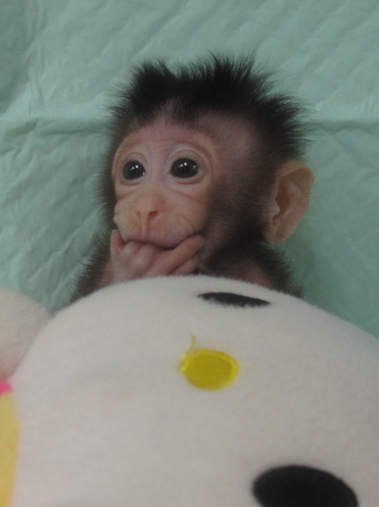These baby monkeys are first cloned primates created using the Dolly ...