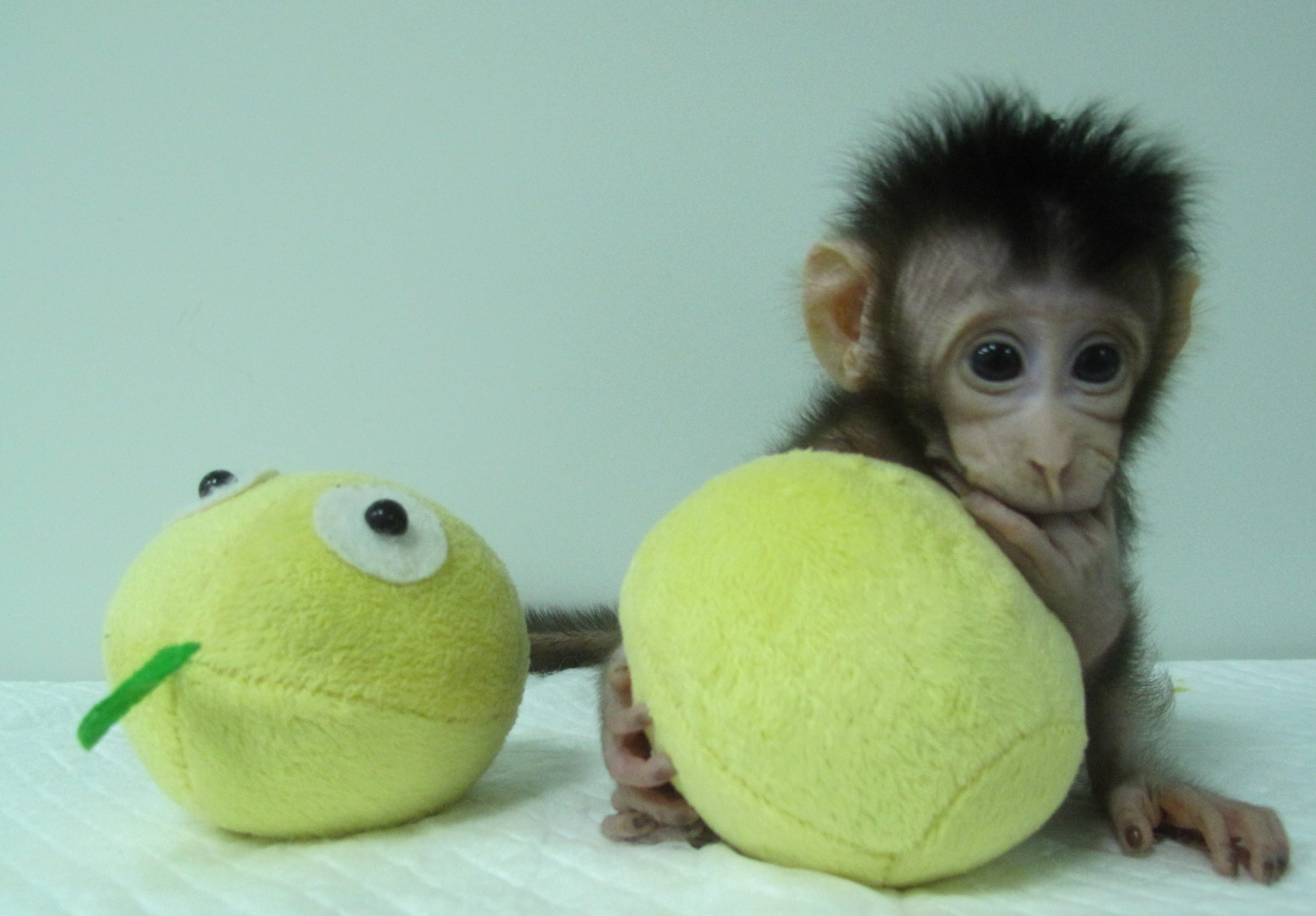 These baby monkeys are first cloned primates created using the Dolly ...