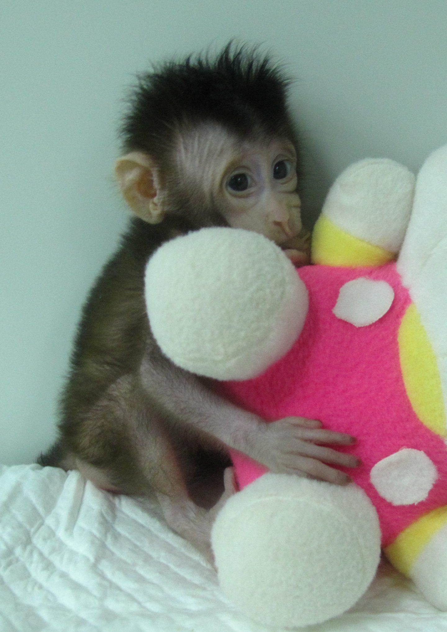 These baby monkeys are first cloned primates created using the Dolly ...