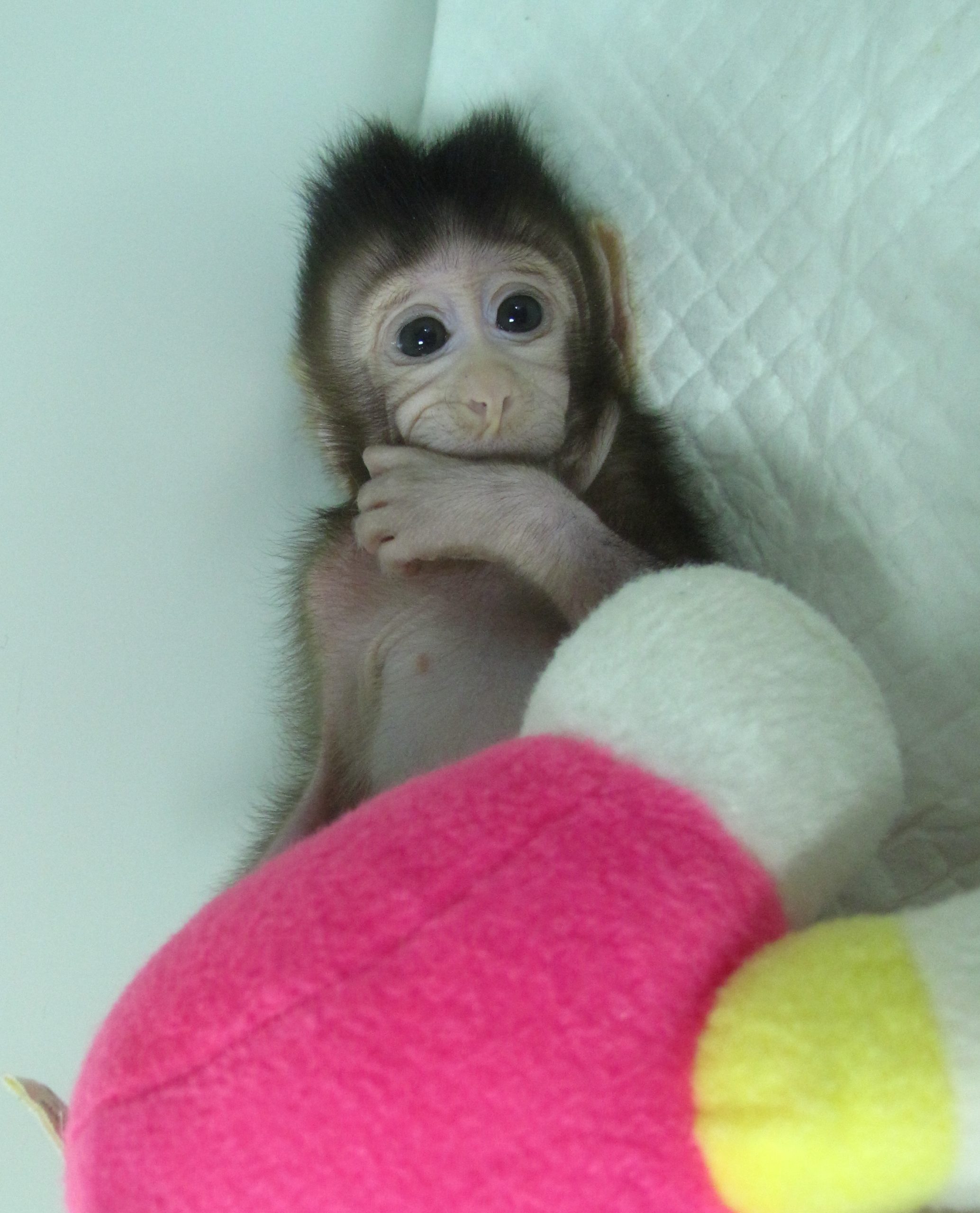 These baby monkeys are first cloned primates created using the Dolly ...