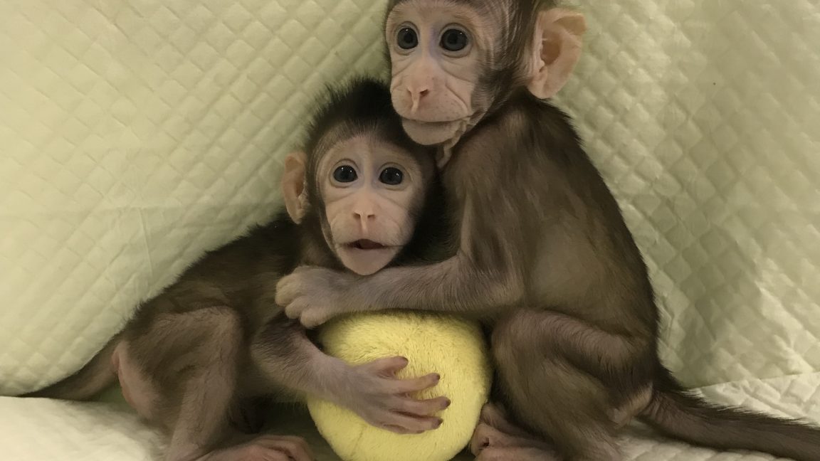 These baby monkeys are first cloned primates created using the Dolly ...