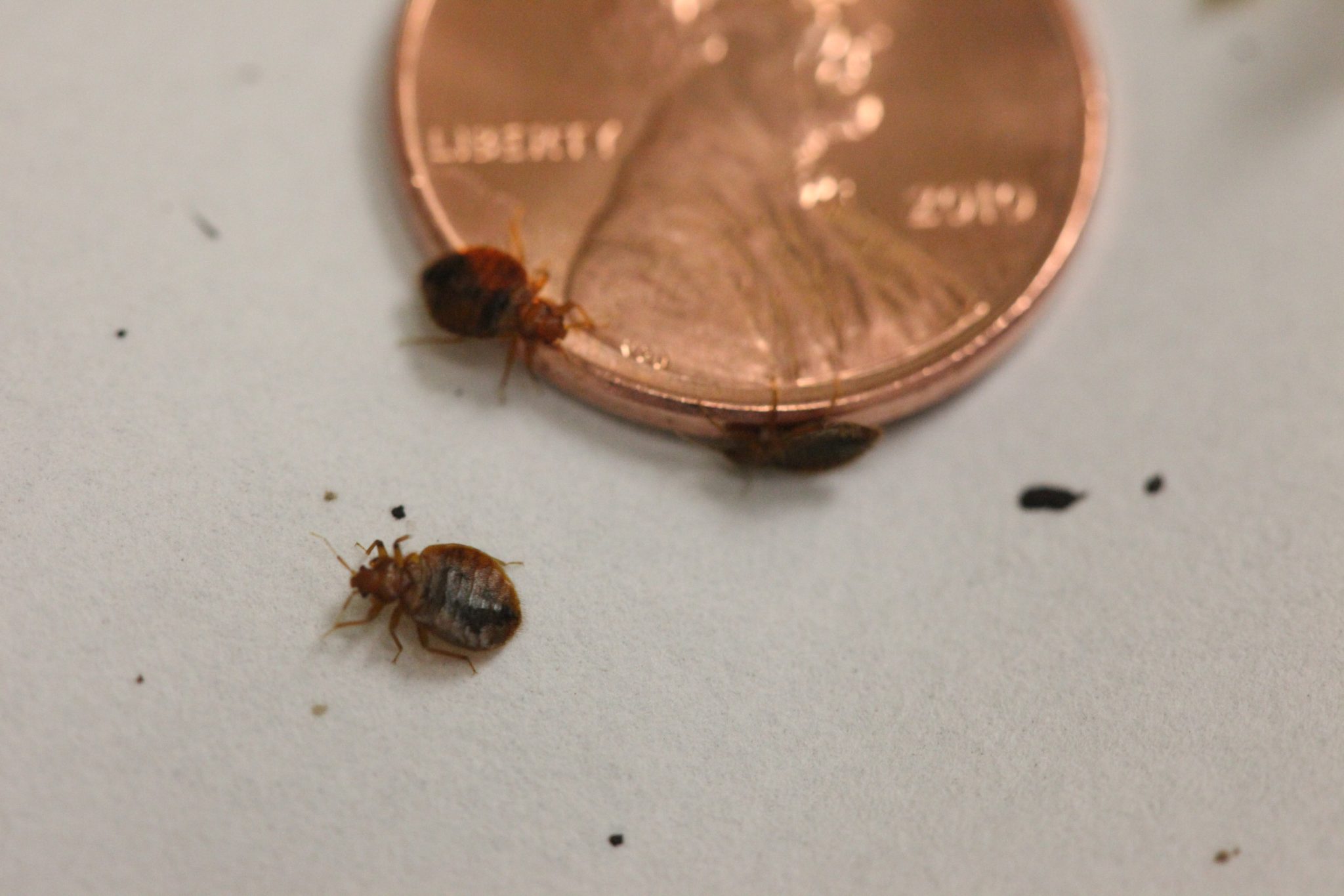More nightmare fuel: Bedbugs create cesspool of poop and histamine in ...
