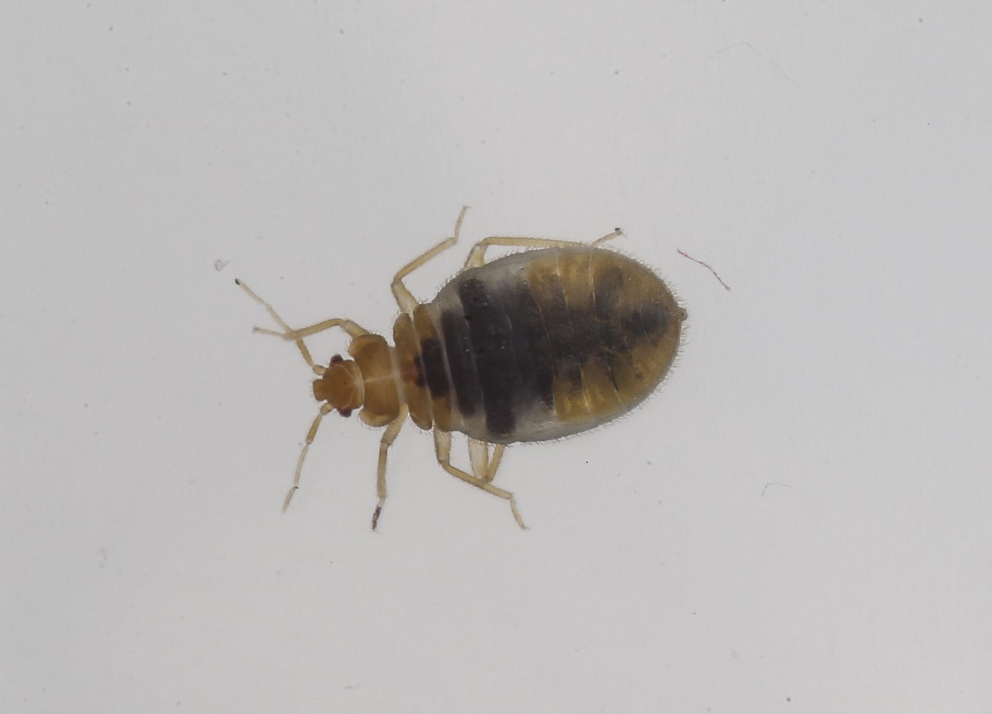 More nightmare fuel: Bedbugs create cesspool of poop and histamine in ...