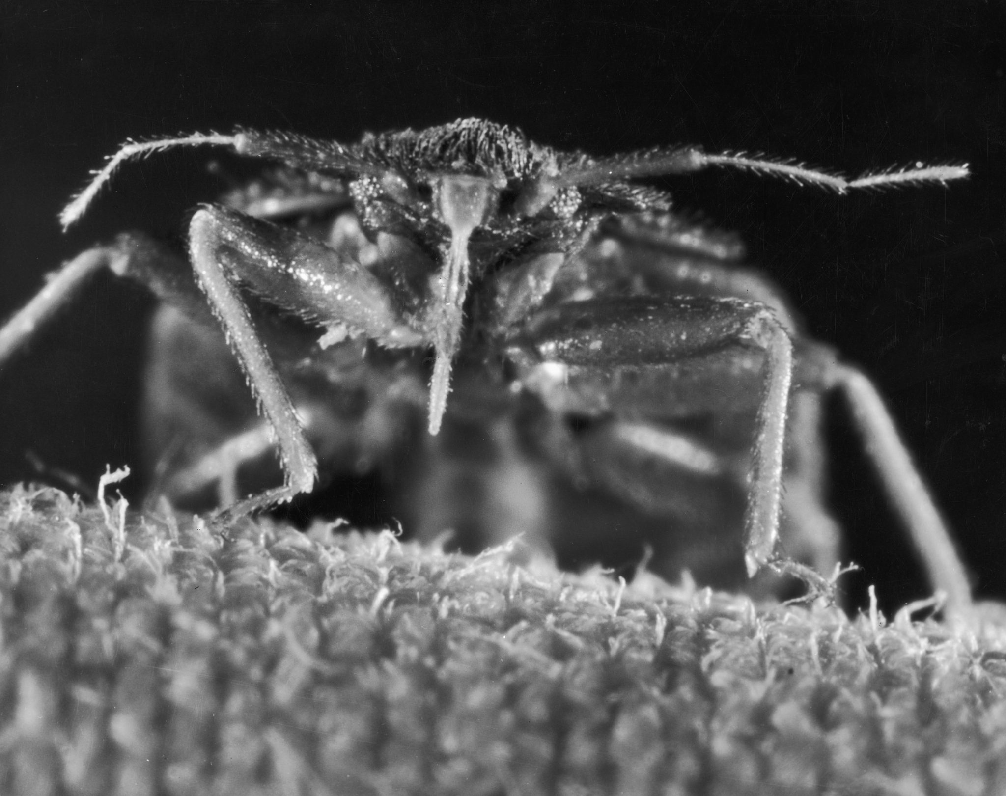 More nightmare fuel: Bedbugs create cesspool of poop and histamine in ...