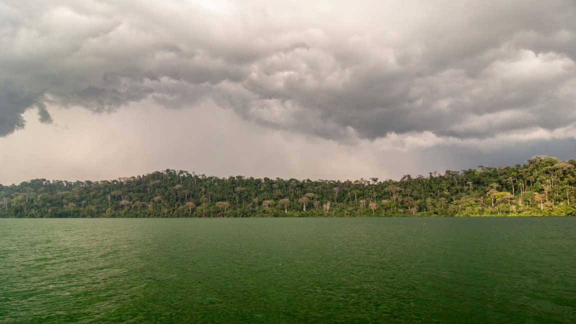African rainforests vanished for 600 years, then bounced back—why ...