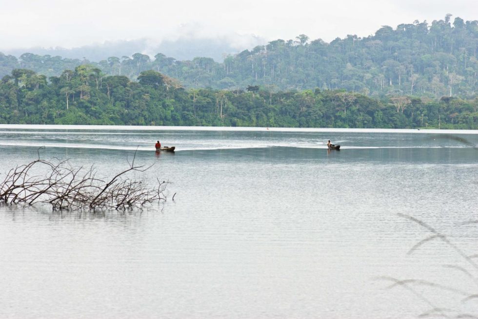 African rainforests vanished for 600 years, then bounced back—why ...