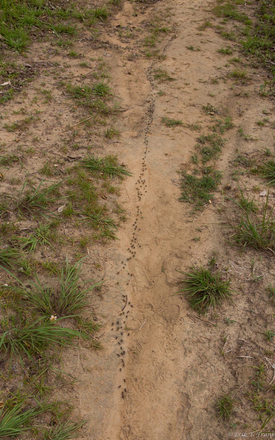 In wars with termites, ants rescue and care for their wounded - Ars ...