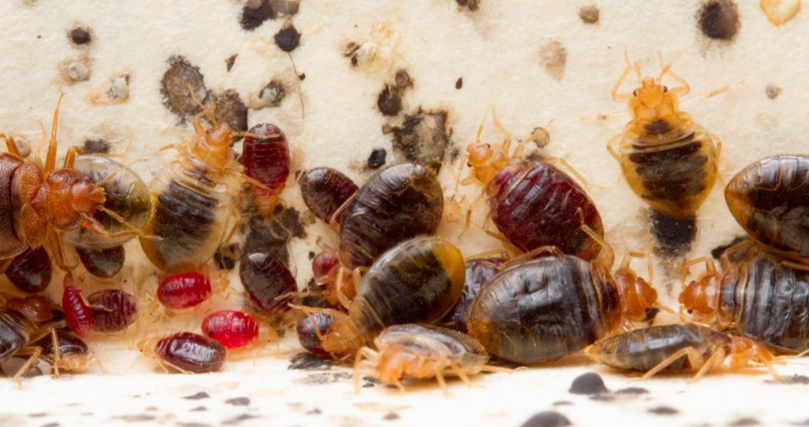 More nightmare fuel: Bedbugs create cesspool of poop and histamine in ...