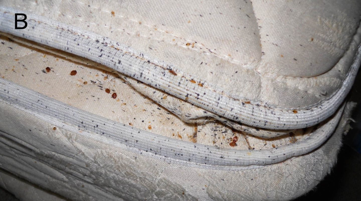 More nightmare fuel: Bedbugs create cesspool of poop and histamine in ...