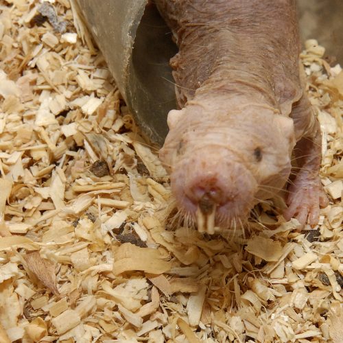 Tag: mole rats - Ars Technica