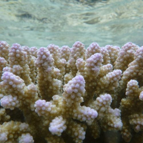 Tag: coral reefs - Ars Technica