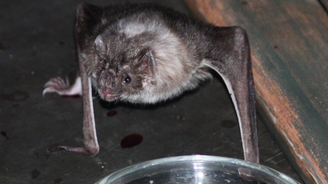 Gut bacteria key to the vampire bat’s ability to survive on blood - Ars ...