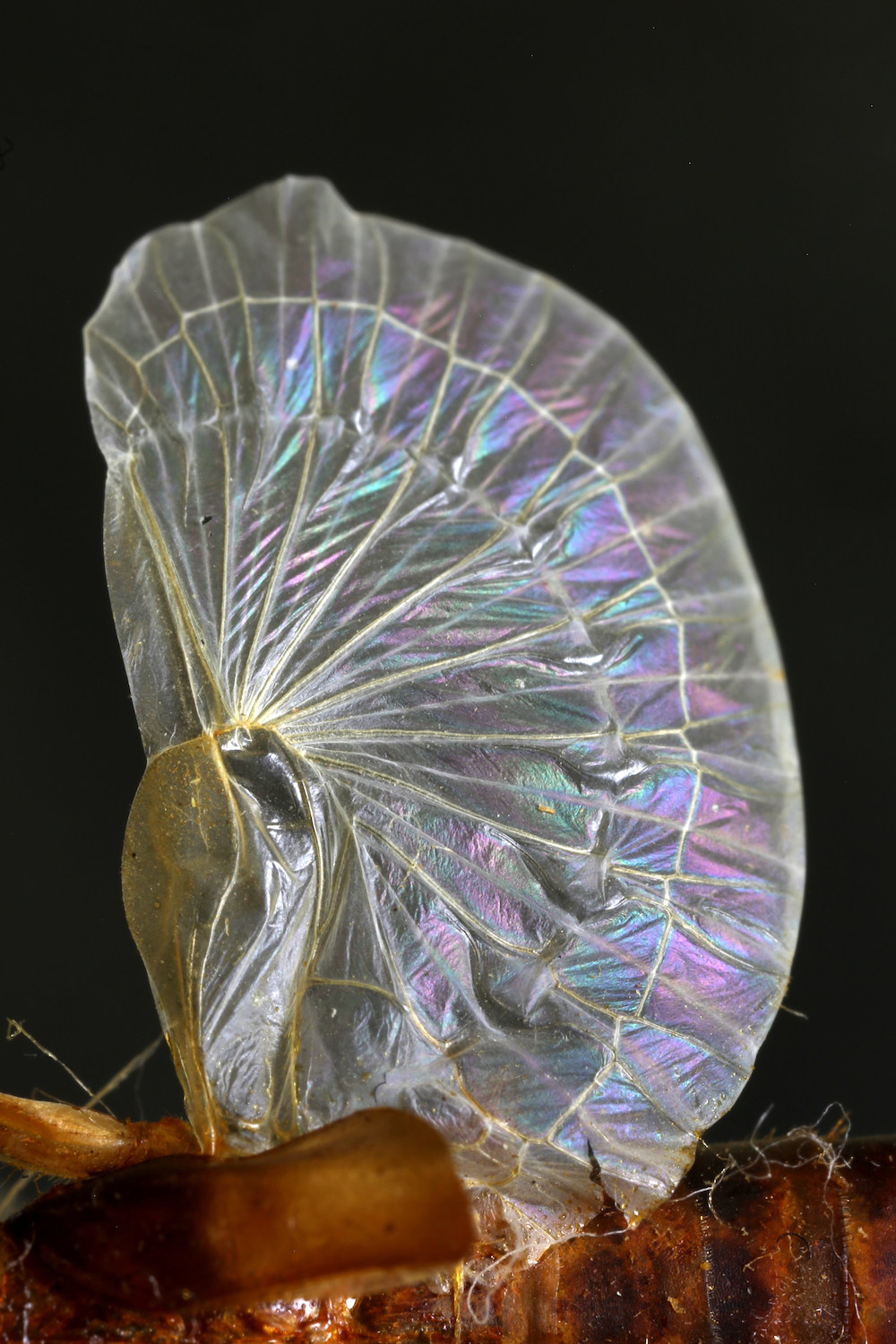 Earwig’s wing inspires compact designs that fold themselves - Ars Technica