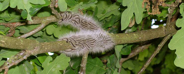 Invasive, toxic caterpillars that can kill are about to invade parts of ...