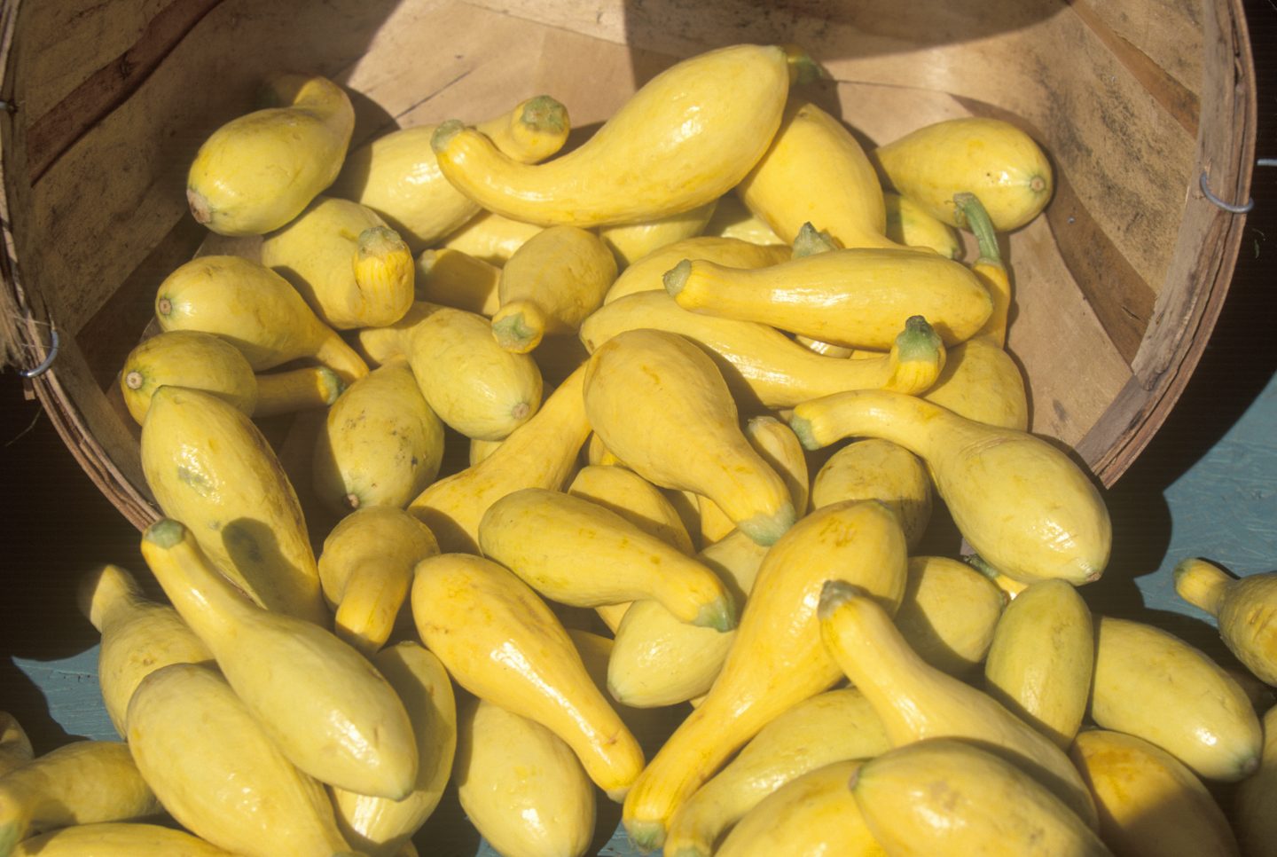 Two women lost their hair after eating toxic, bitter squash, doctors ...