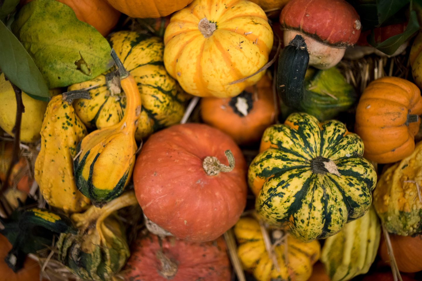 Two women lost their hair after eating toxic, bitter squash, doctors ...